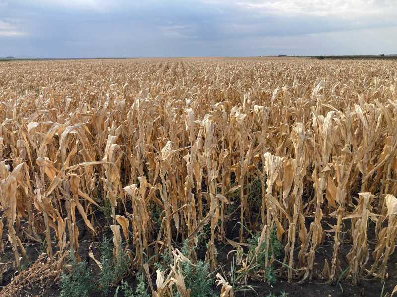 Seceta lovește crunt Timișul: până la 70% din porumb si ...